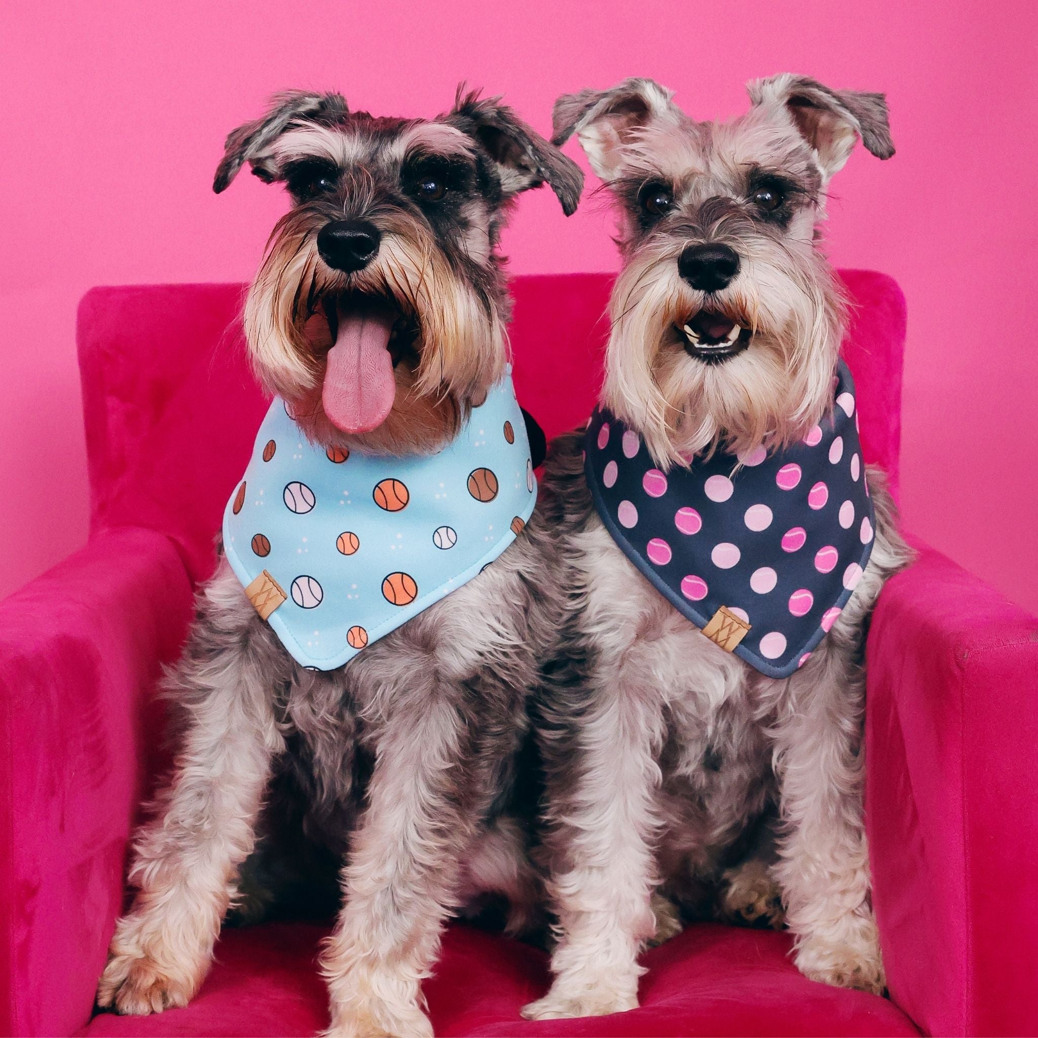 Ball is Life Dog Bandana | Wild Mongoo Dog Bandanas