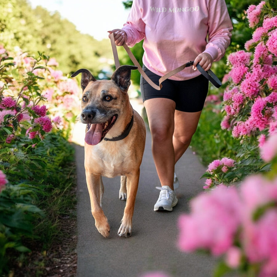 WM Beauty - Wild Mongoo